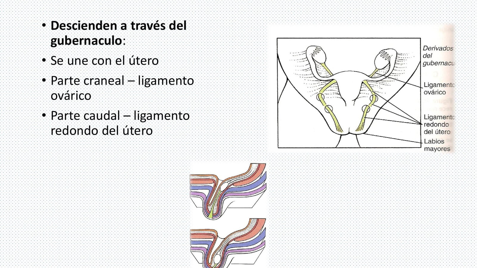 Ovario Gubernaculo Anatomía Del Ovario Y Trompas De Falopio:
