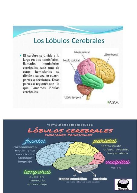 Division Del Encefalo | Celeste Codutti | uDocz