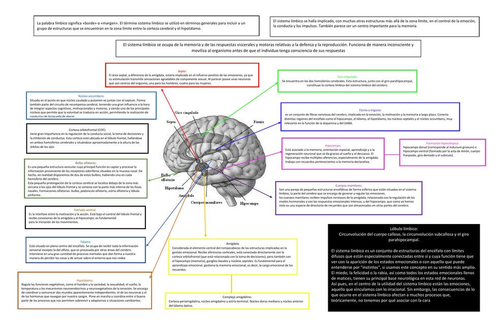 esquema resumen del sistema limbico | Celeste Codutti | uDocz