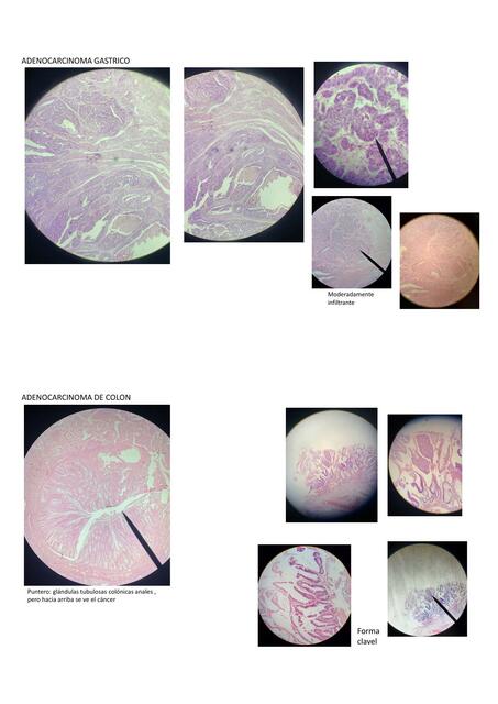 unidad 3 de pato atlas pdf | LUCIANA BELEN | uDocz