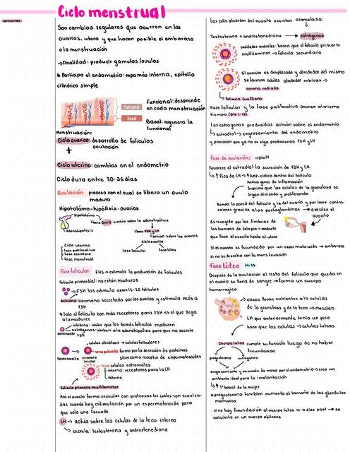 Flashcards de Ciclo Menstrual | Por Jess.Larc | uDocz