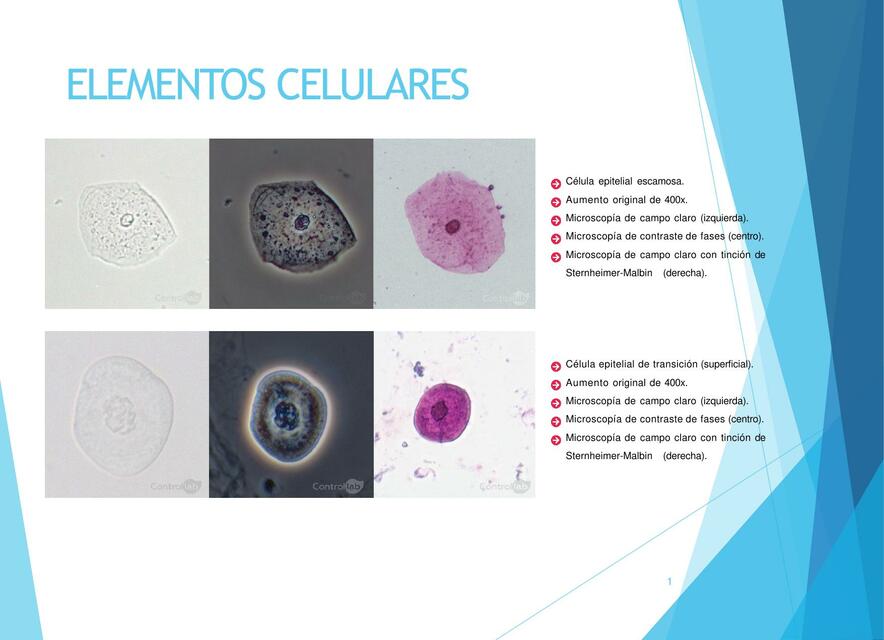c Sedimento Urinario | Daniel | uDocz
