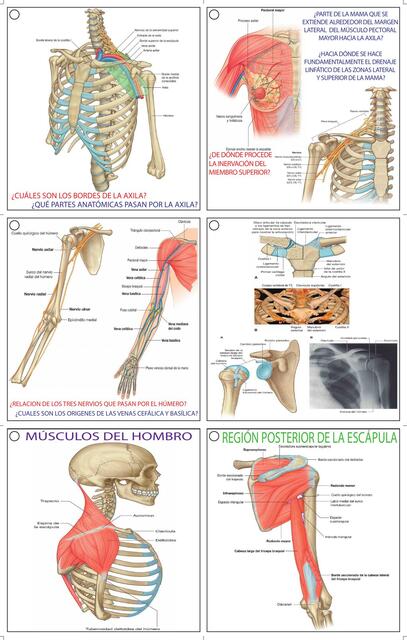 Flashcards Anatomía: musculos, huesos | Celeste Codutti | uDocz