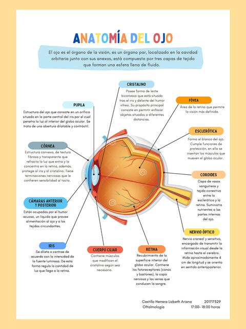 Infografia anatomia del ojo | Celeste Codutti | uDocz