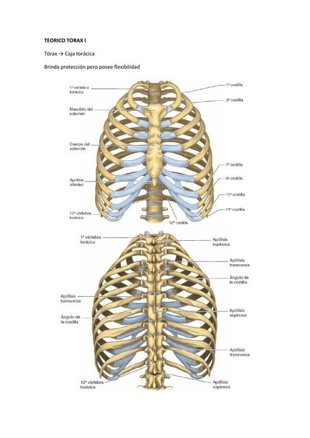 TORAX I | 28937 | uDocz