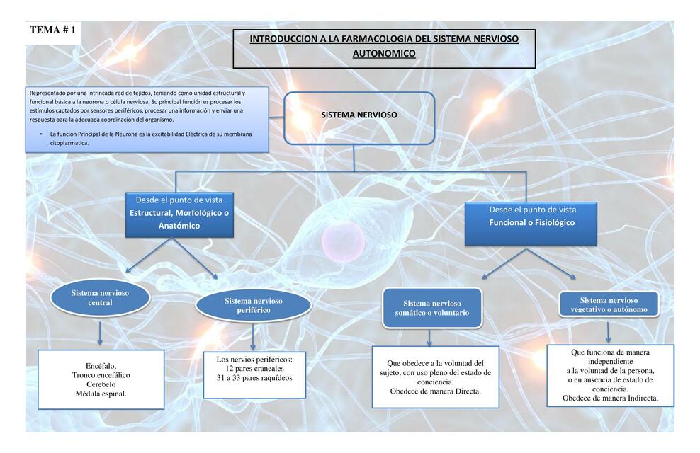 Introduccion Del Sistema Nervioso | Celeste Codutti | uDocz