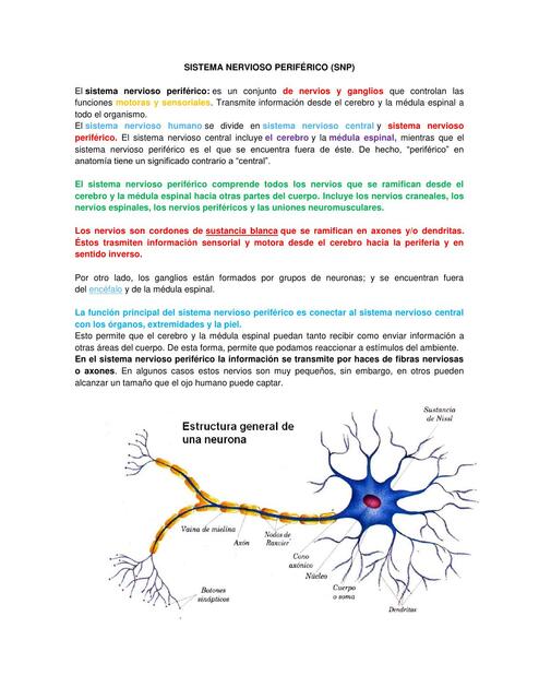 Sistema Nervioso Periférico | Celeste Codutti | uDocz
