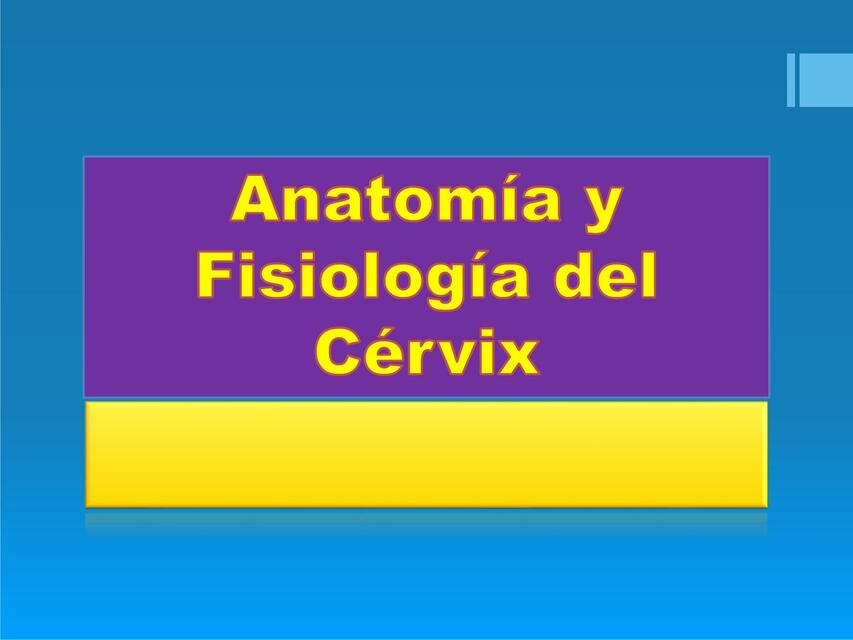 anatomia y fisiologia del cervix | YOSELYN MIRELLA HERNANDEZ CARDONA ...