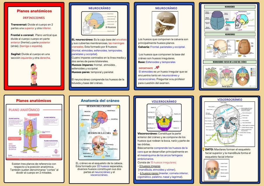 Flashcards Anatomía pdf | Julián | uDocz