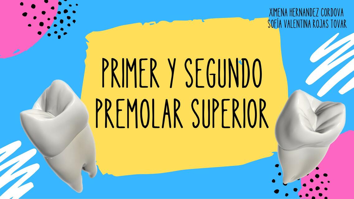 Primer y segundo premolar superior | Ximena Hernández Córdova | uDocz