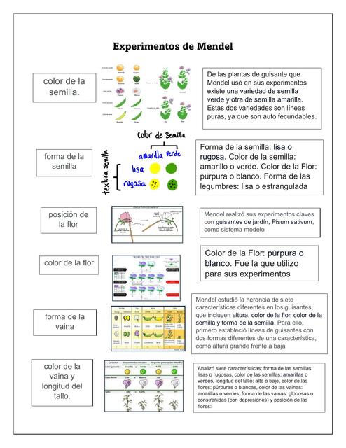 experimentos de Mendel | amy bmp | uDocz