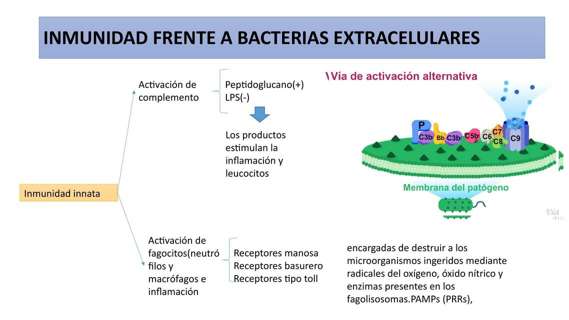 Inmunidad Frente A Bacterias | Celeste Codutti | uDocz