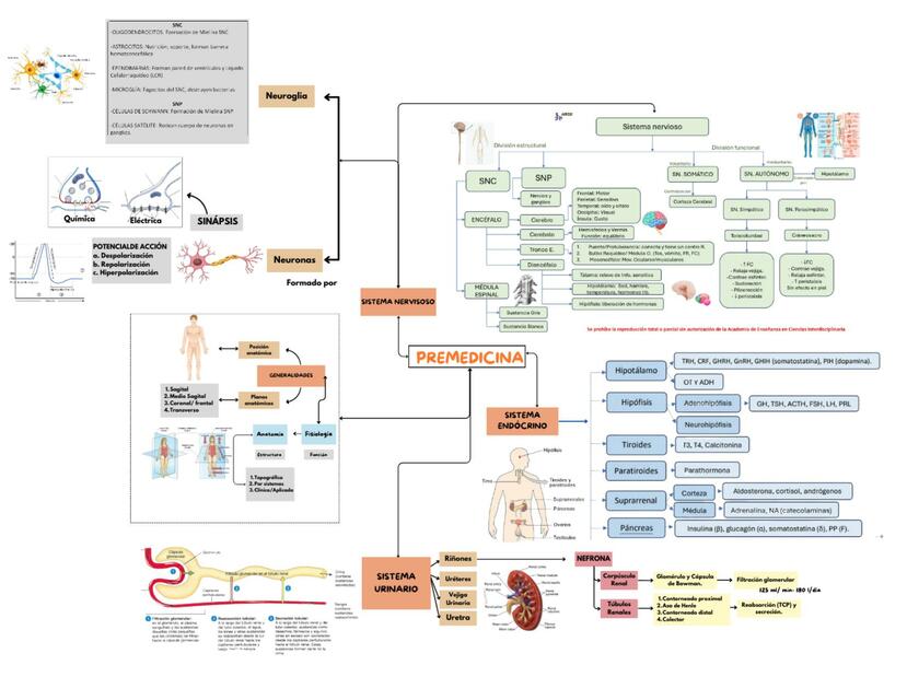 Premedicina | Betsabé Martínez | uDocz
