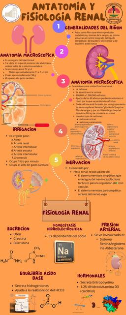 Infografía Anatomía y Fisiología Renal | Angel Pineda | uDocz