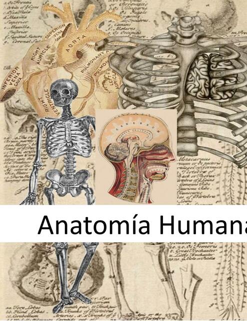 Anatomía humana | Alexa | uDocz