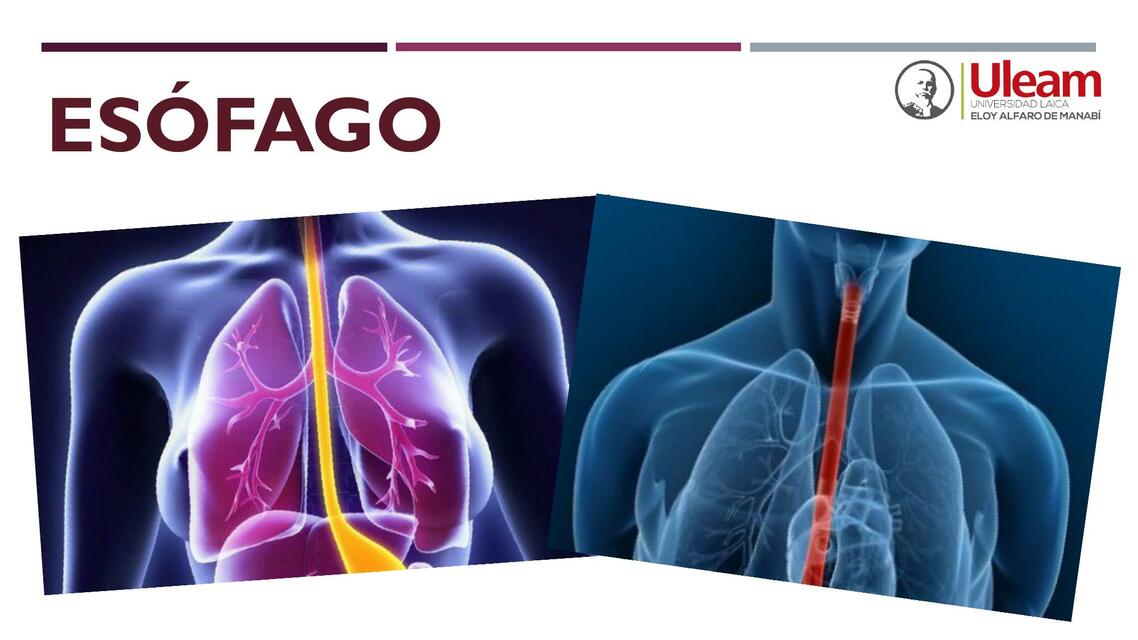 ANATOMiA DE ESoFAGO | Leonardi Valdez | uDocz