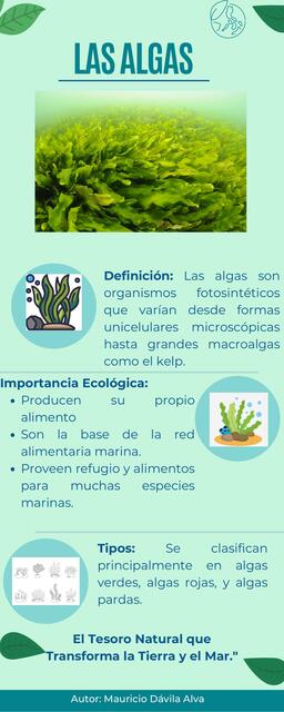 Informacion Sobre Las Algas – Algas Características Y Importancia – EDKNFQ