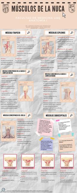 MÚSCULOS DE LA NUCA | | uDocz