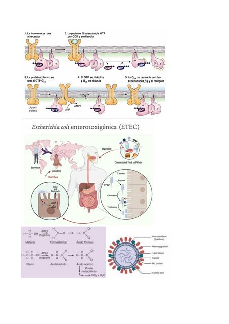 IMAGENES | Ariana Rivas | uDocz