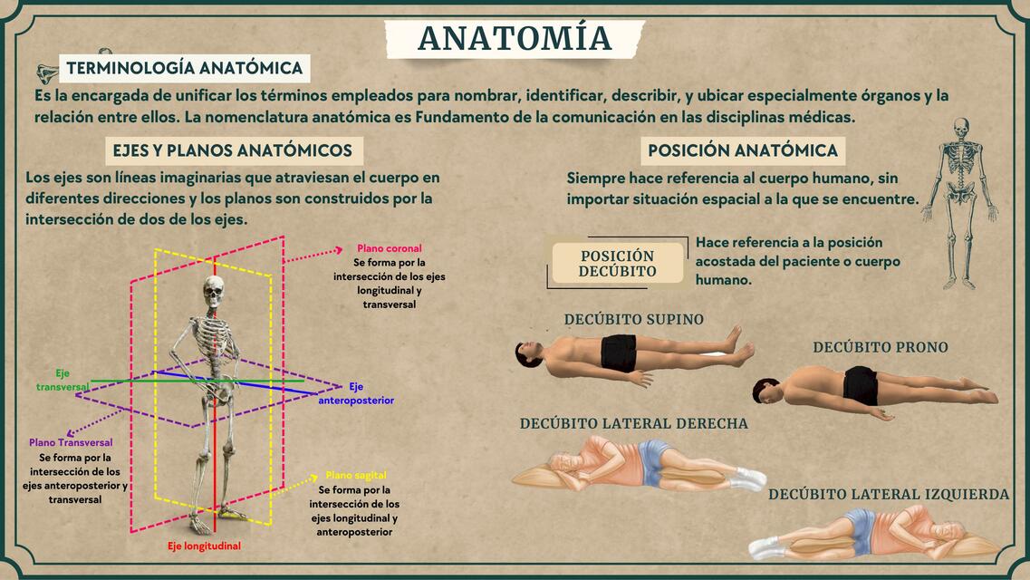 TERMINOLOGÍA ANATÓMICA | Laura | uDocz