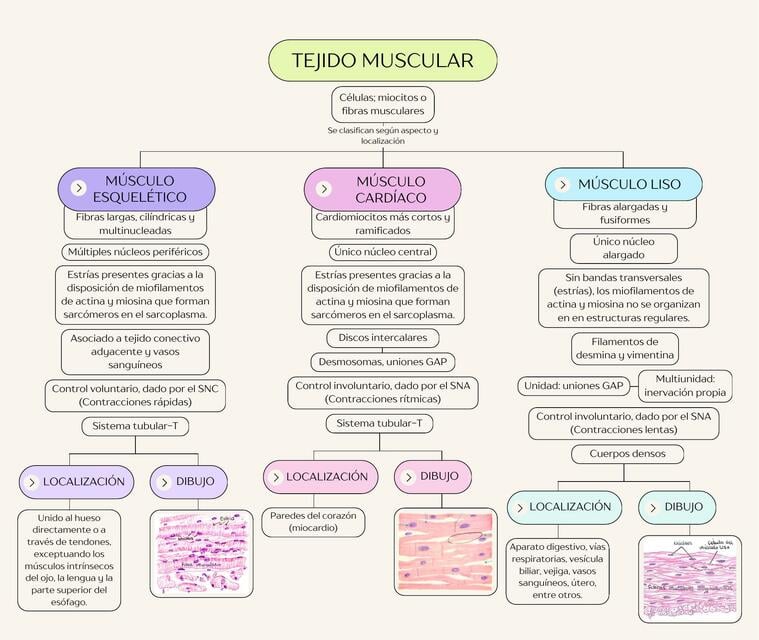 Mapa conceptual Tejido Muscular | َ َ | uDocz