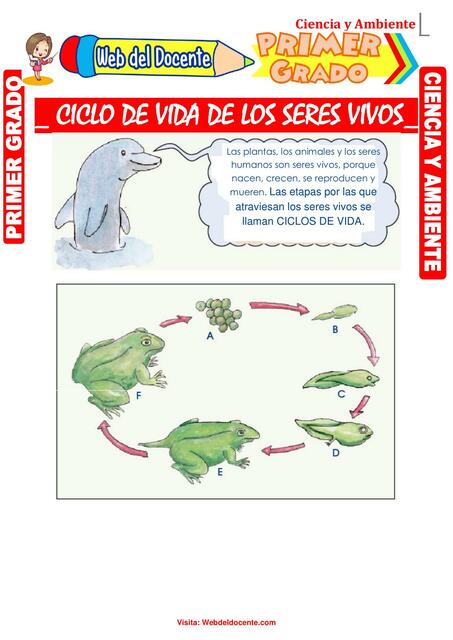 Ciclo de vida de los seres vivos | Lili | uDocz