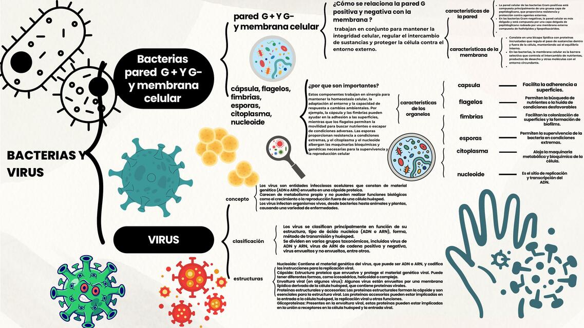 Bacterias y virus | bere | uDocz