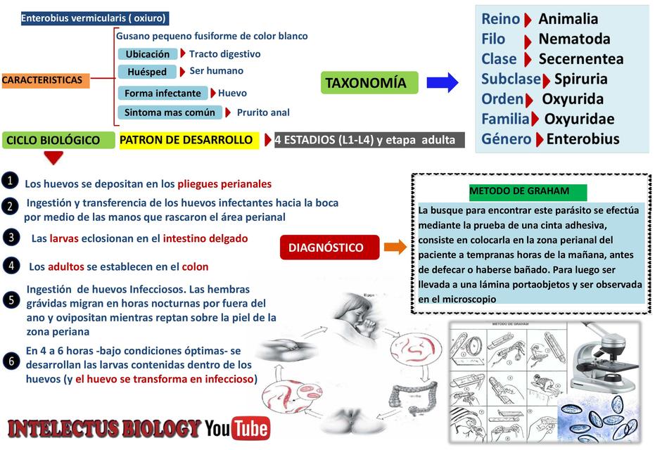 Enterobius vermicularis - oxiuro | INTELECTUS BIOLOGY ( KEY GARCIA ...