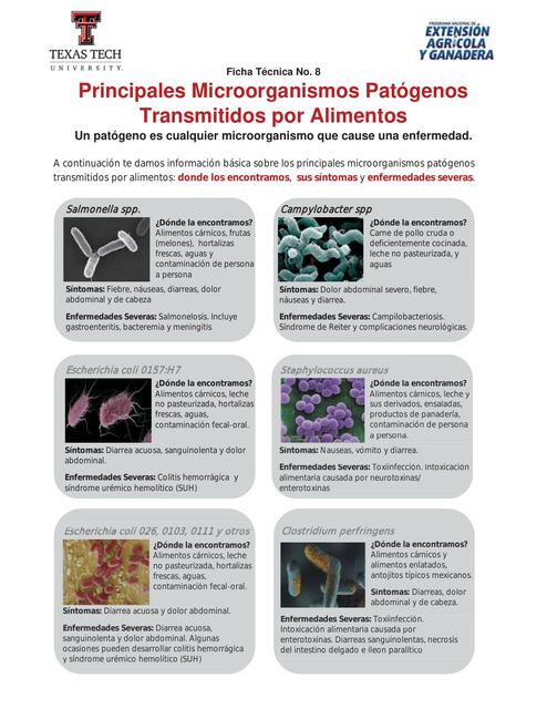 Principales microorganismo patógenos transmitidos por alimentos | uDocz