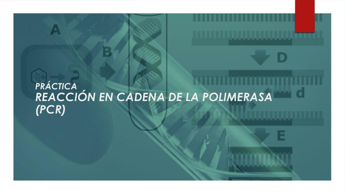 reaccion cadena polimerasapara revisar 1 | Brenda Claribeth Condori Quispe | uDocz