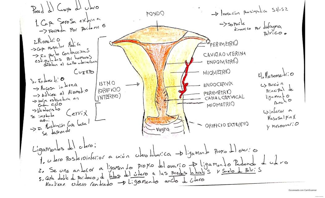 Útero capas venas arterias y ligamentos de sostén | Carlos Puentes | uDocz