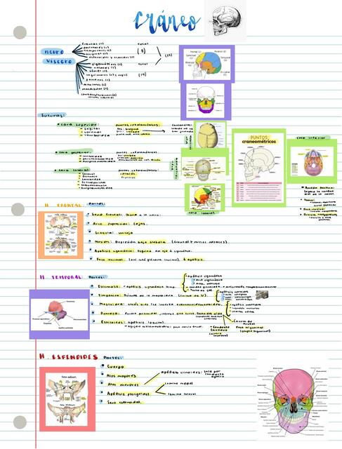 Cráneo 19 ago | Maria Paula | uDocz