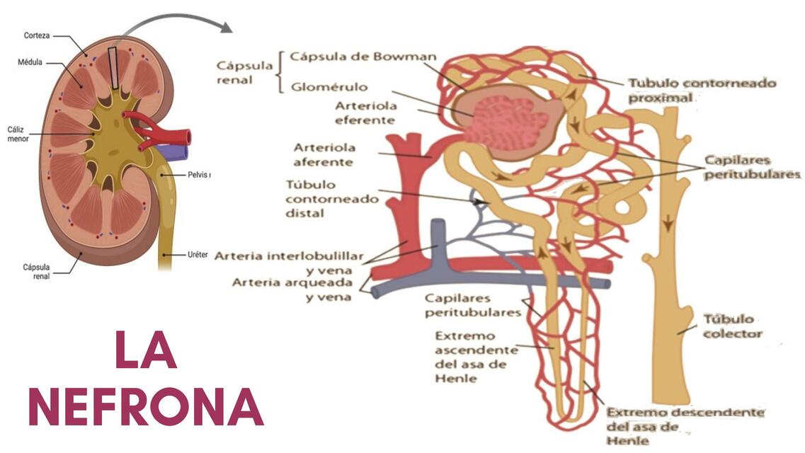 SEMANA 14 APARATO URINARIO | Eduardo | uDocz