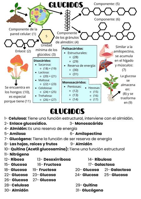 Glucidos | Kelly | uDocz