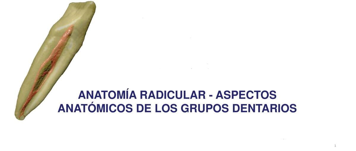 Anatomia radicular | Bethel Heredia | uDocz
