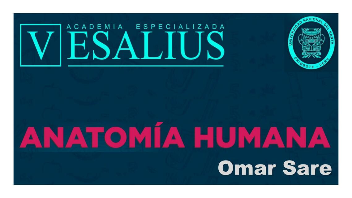 LAMINAS REPASO ANATOMIA | Darwin Cano | uDocz