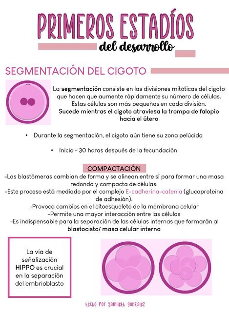 Primeros Estadios del Desarrollo | Yamileth González | uDocz