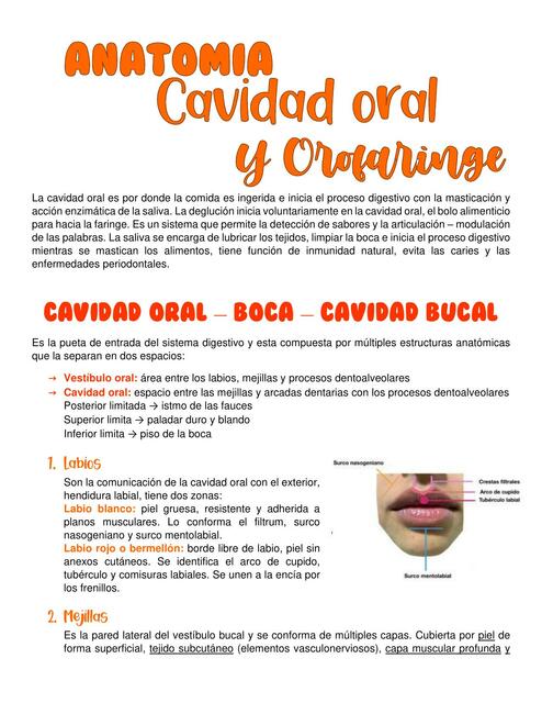 Anatomía cavidad oral laringe y faringe | Ana María Carreño Vásquez | uDocz