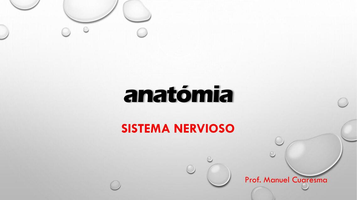 Flashcards de sistema nervioso | Por LUCERO MAKARENA | uDocz