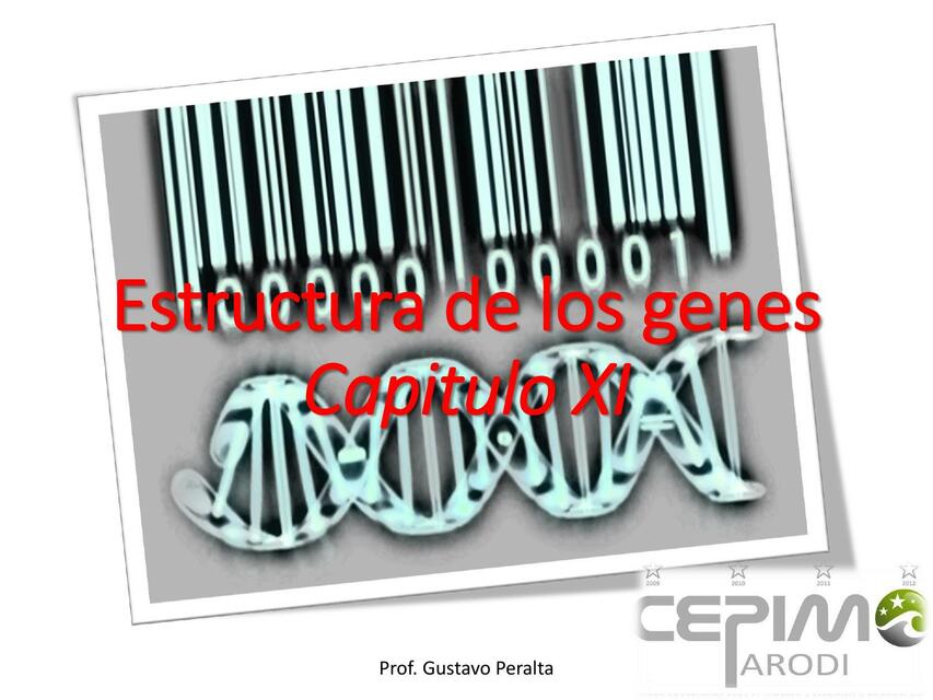 Estructura de los genes | SBA | uDocz