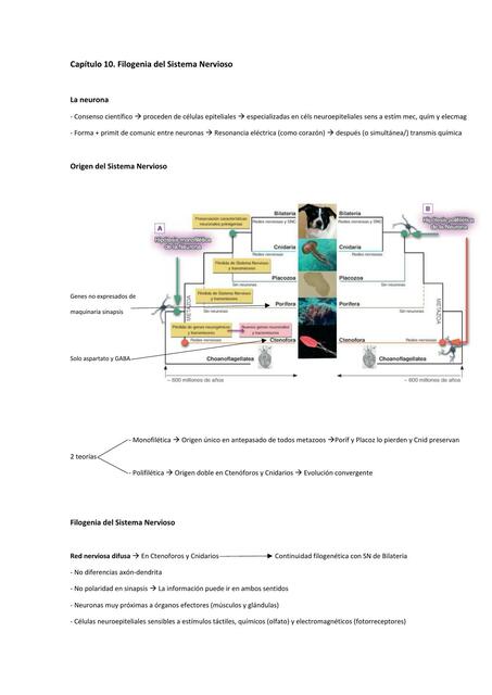 FILOGENESIS DEL SISTEMA NERVIOSO | Emanuel | uDocz
