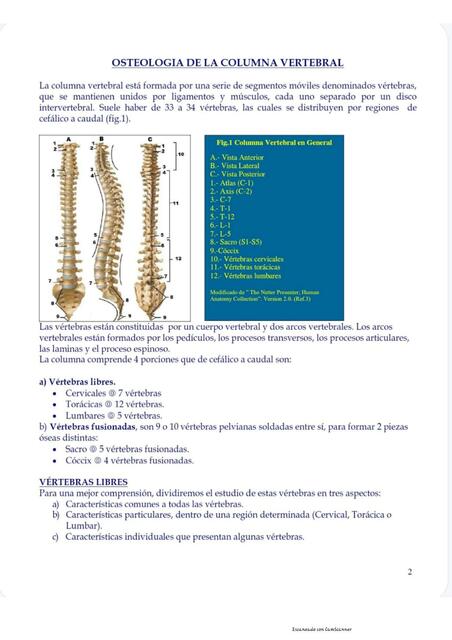 columna vertebral | MARIA BELEN | uDocz