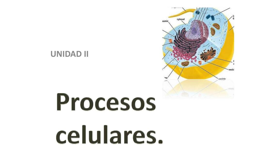 Procesos celulares | Ashley Santana | uDocz
