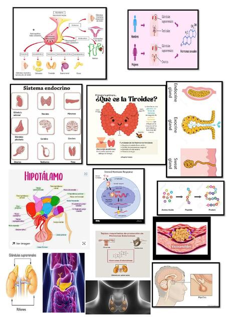 endocrino | kami | uDocz