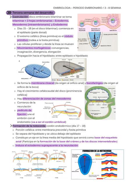 EMBRIO Clase 3 | Florencia Ballardini | uDocz