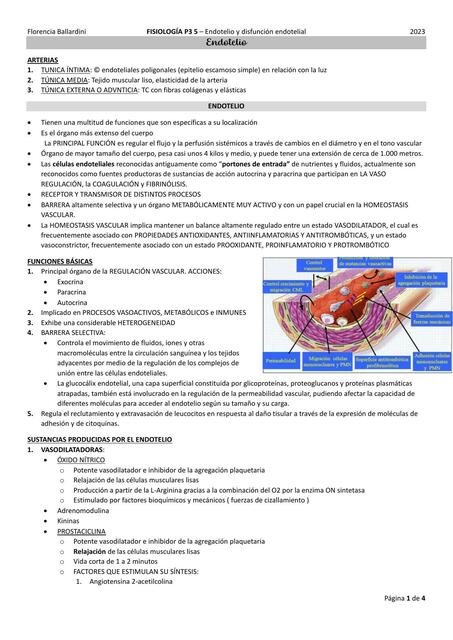 5 CLASE Endotelio y disfuncion endotelial | Florencia Ballardini | uDocz