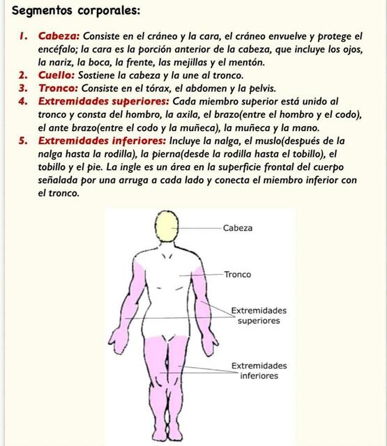 segmentos corporales | Bety | uDocz
