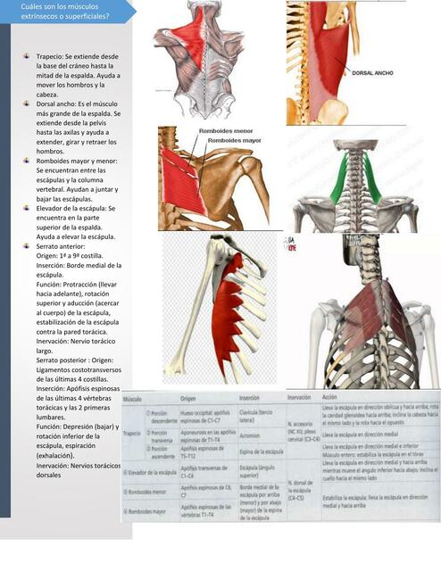MUSCULOS EXTRINSECOS O SUPERFICIALES | TIVISAY | uDocz