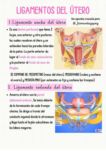 APUNTE ligamentos del útero UP 2 sgyr en base a Ca | Fiama | uDocz