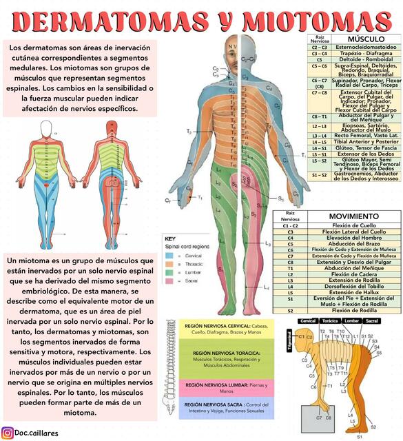 DERMATOMAS Y MIOTOMAS | Dr. Boris Moises Caillares Montaño | uDocz